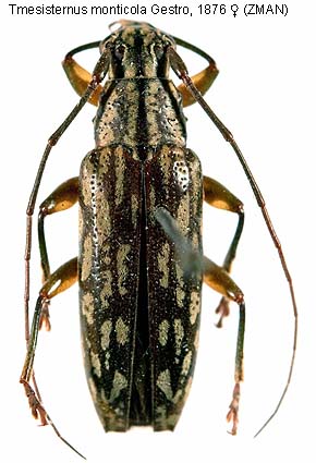 Papua Insects Foundation (Coleoptera/Cerambycidae/Tmesisternus monticola)